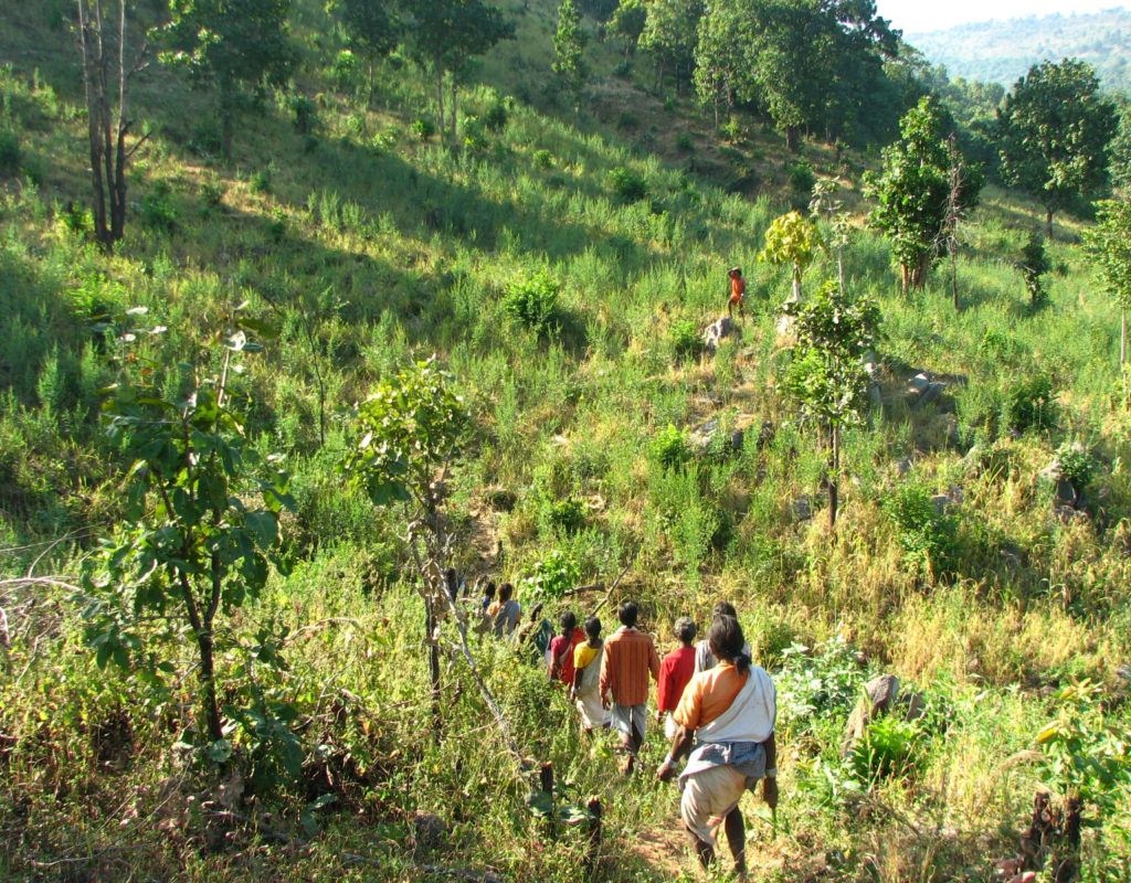 4. Shifting cultivation